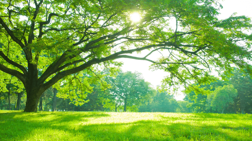 Unlocking Wealth: Using Charitable Remainder Trusts for Diversification ...